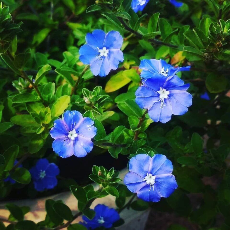 Azulzinha - Cuidados ao cultivar e como fazer muda da flor azul