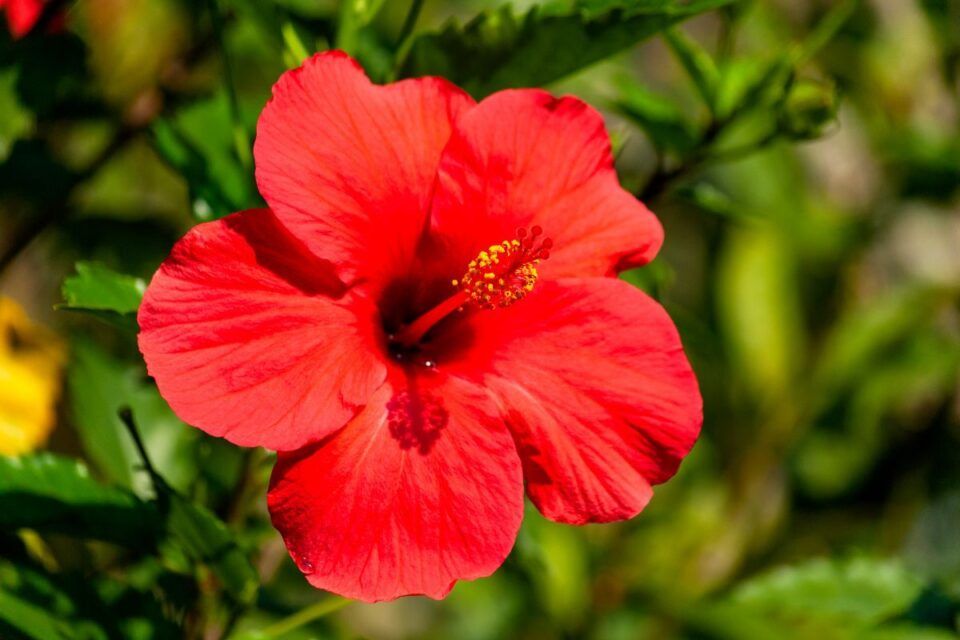 Plantas comestíveis - Quais espécies podem ser consumidas