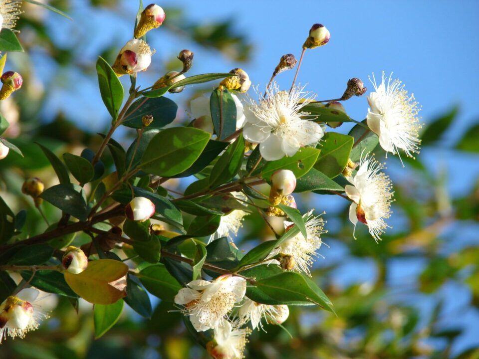 Murta: uma das flores com perfume mais adocicado da natureza